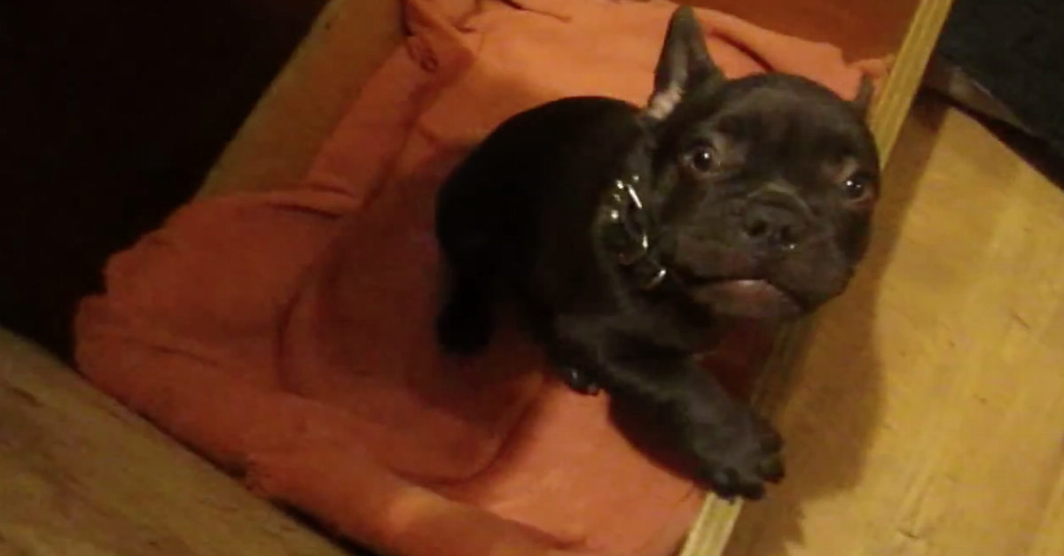 Αυτό το Γαλλικό Bulldog δεν θέλει να Κοιμηθεί και έχει ένα πολύ ισχυρό ...