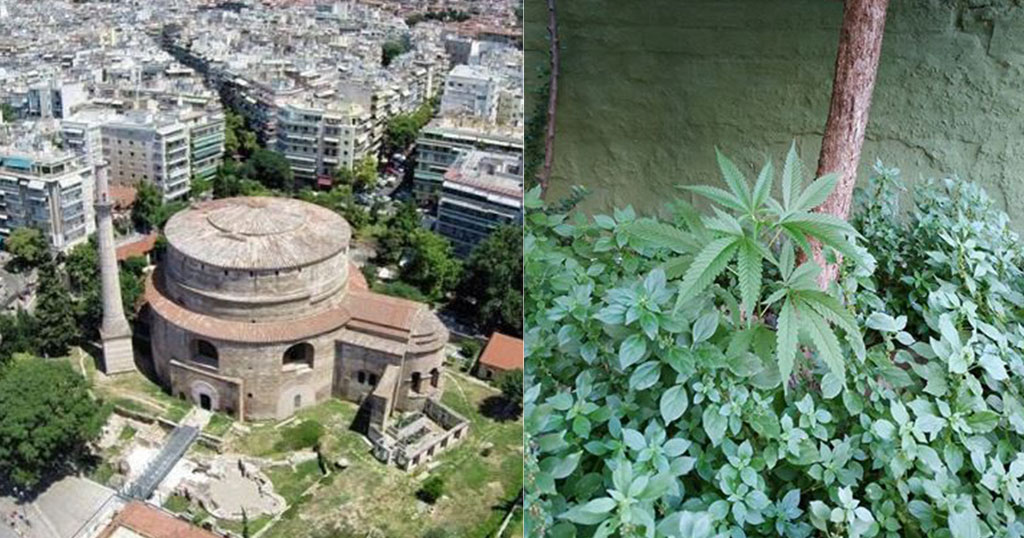 Θεσσαλονίκη: Φύτρωσε δενδρύλλιο κάνναβης στην Ροτόντα - Fanpage