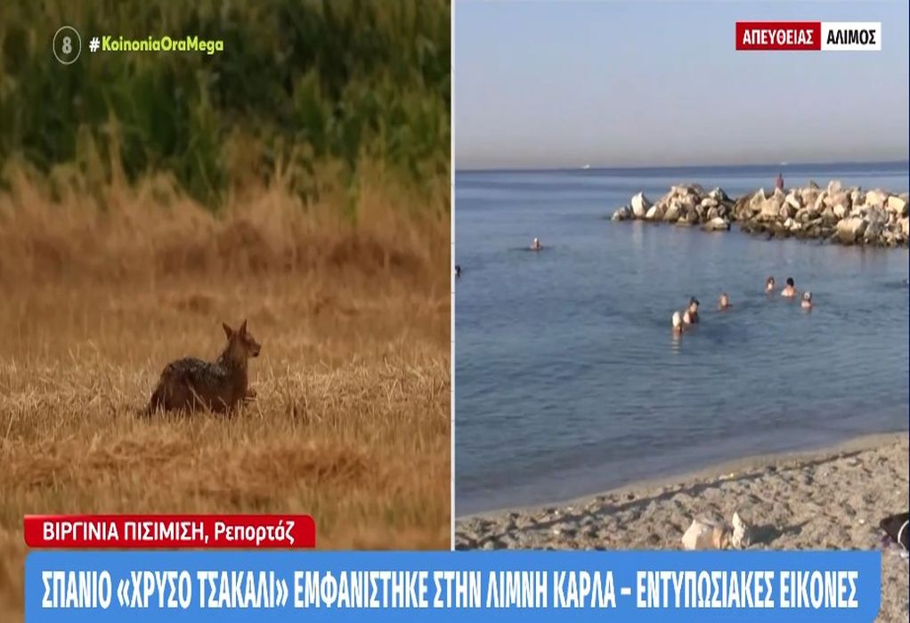 Σπάνιο «Χρυσό Τσακάλι» Εμφανίστηκε Στην Λίμνη Κάρλα (Βίντεο) - Fanpage